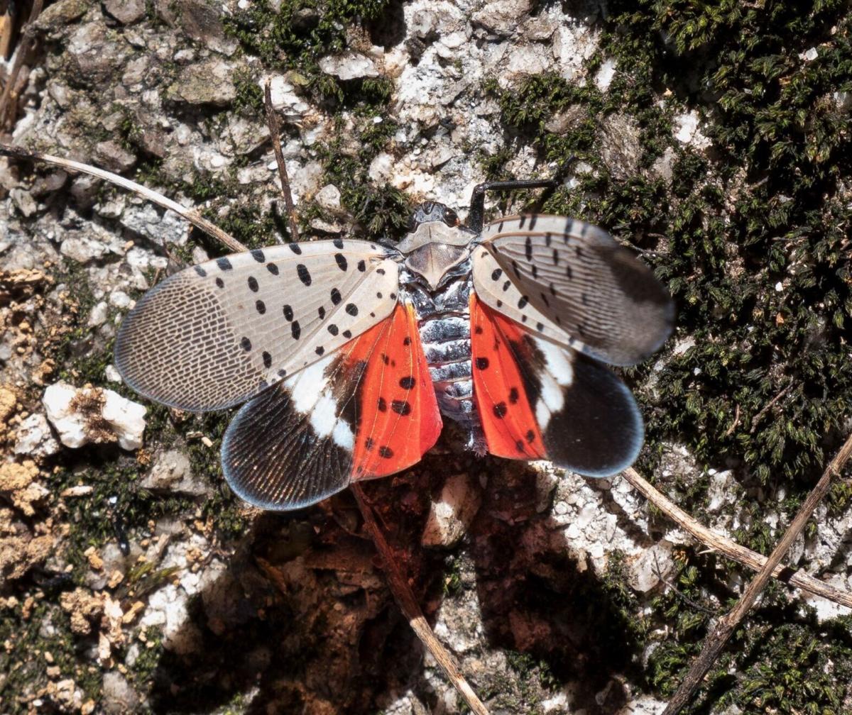 Department of Agriculture provides update on spotted lanternfly