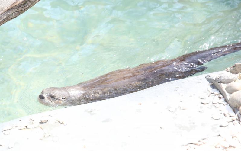Easter at the Cape May County Zoo