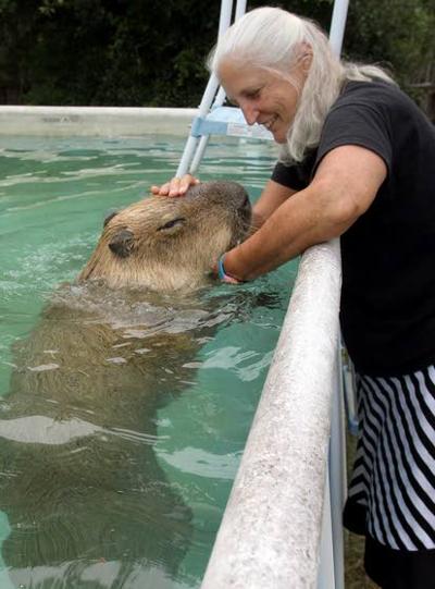 Capybara shows 'big rats' can make loyal pets