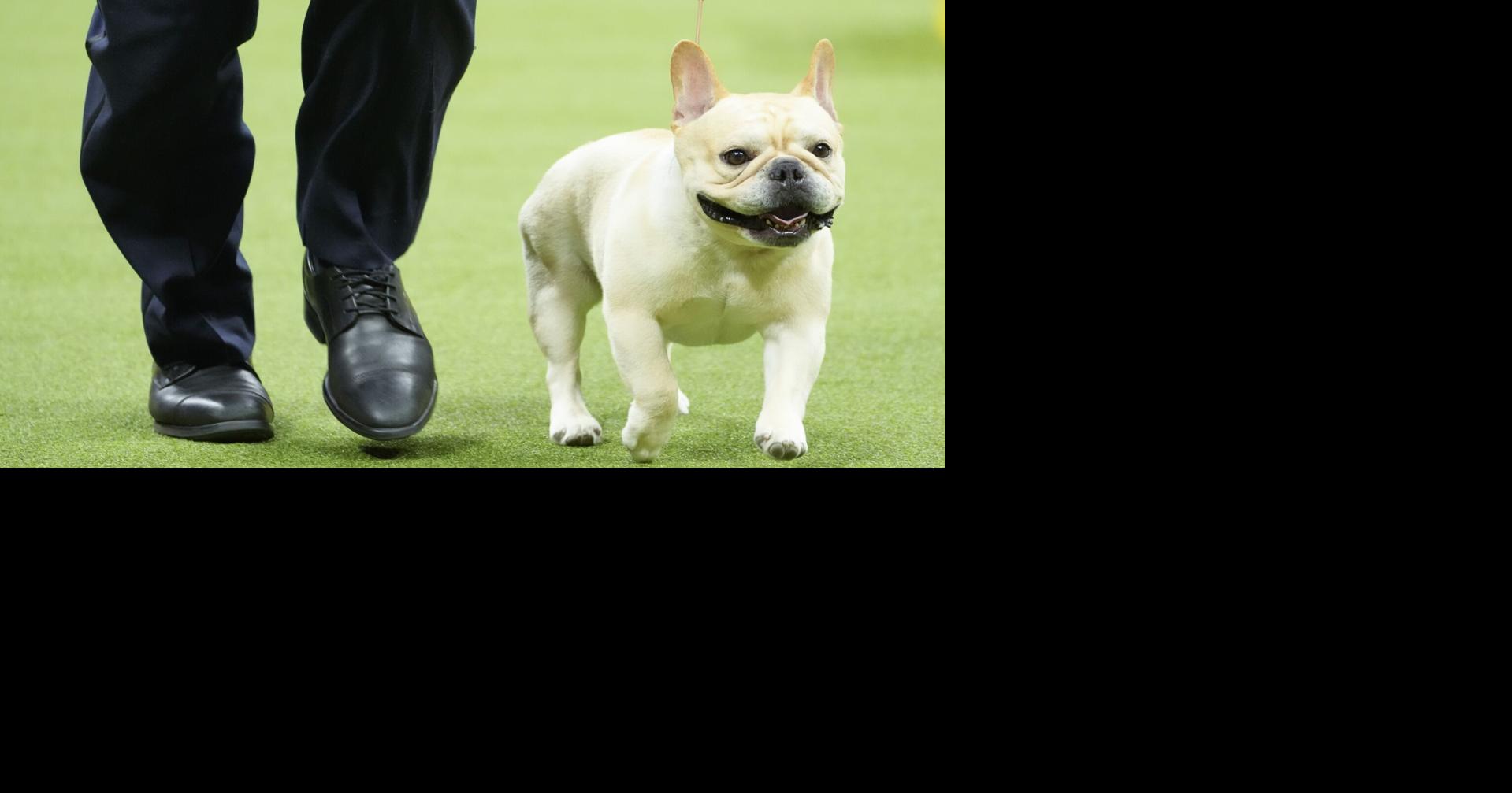 French bulldogs still most popular dog breed in US
