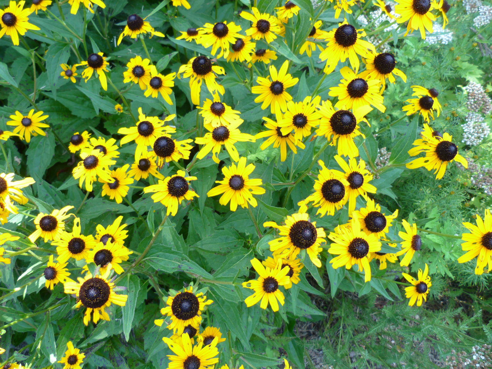 Atlantic County's Little Gardens have big surprises in store