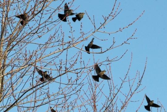 Of New Jersey's invasive species, the starling's story is perhaps the ...