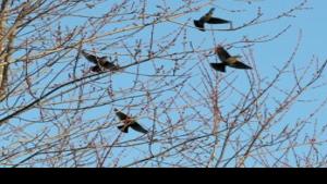 Of New Jersey's invasive species, the starling's story is perhaps the ...