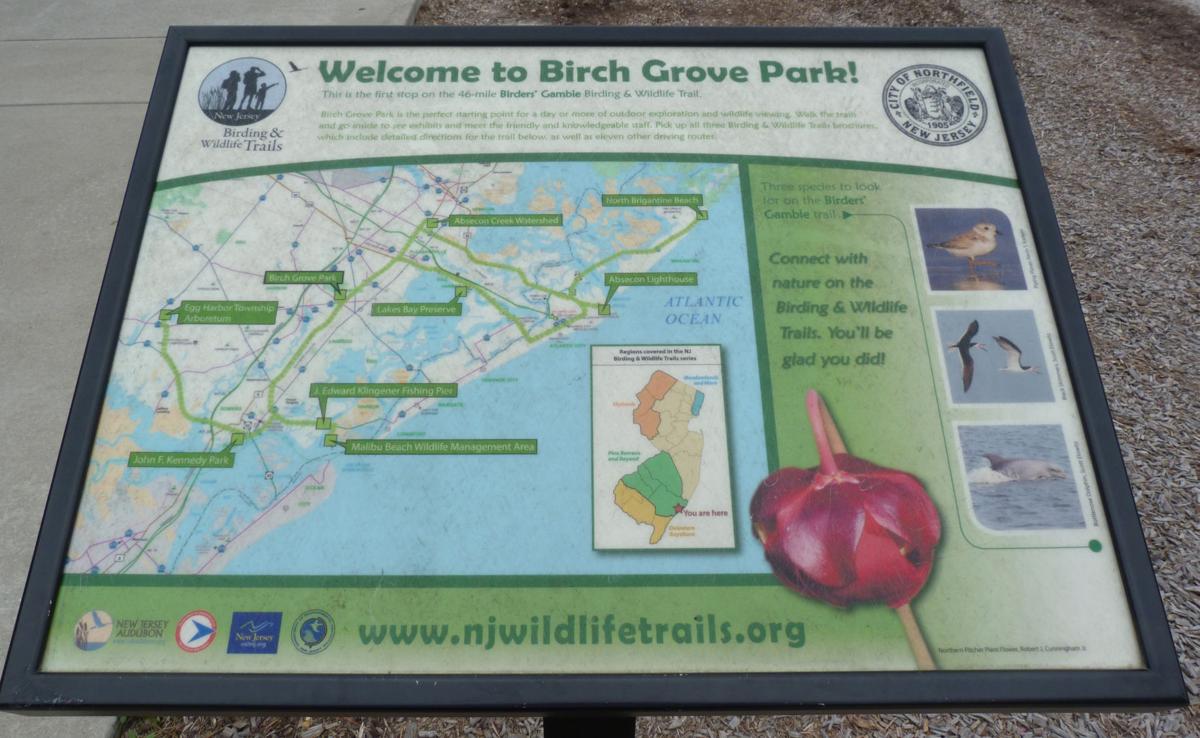 City Council looking carefully at Birch Grove campgrounds