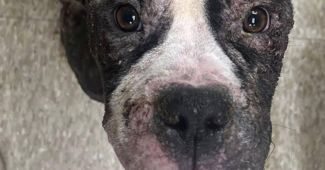 Sickly pit bull brought to Humane Society