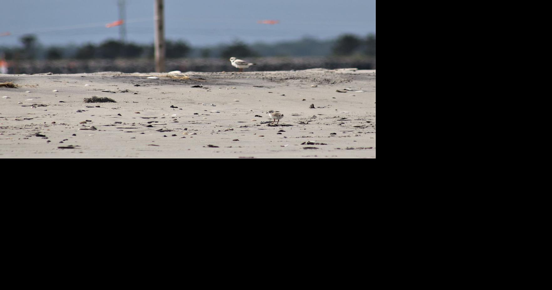 One plover chick nears adulthood on the Strathmere beach
