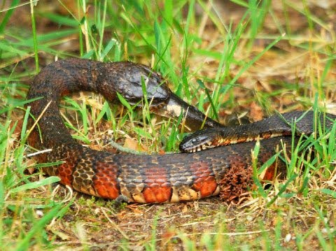 Science and Nature: Galloway Township man photographs snakes mating ...