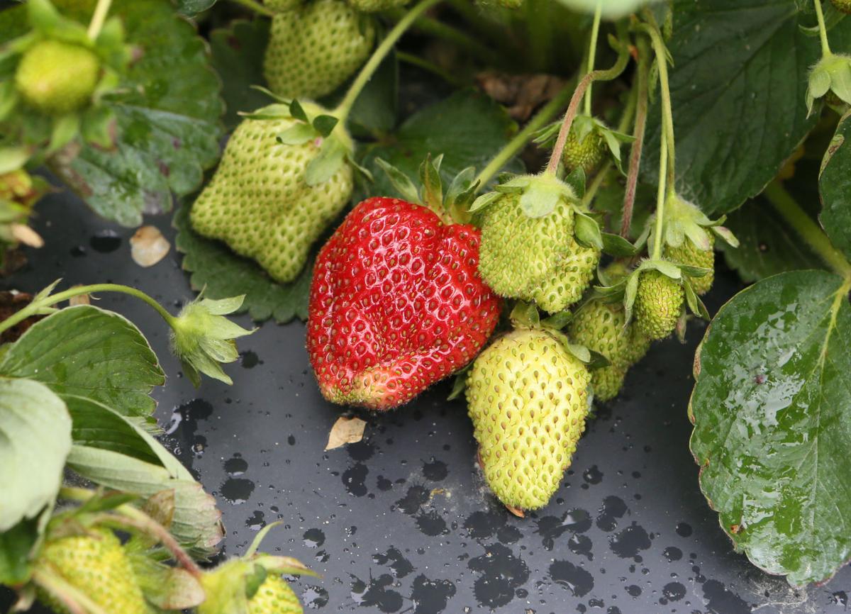 Farmers try new strawberry variety for better flavor, better sales ...