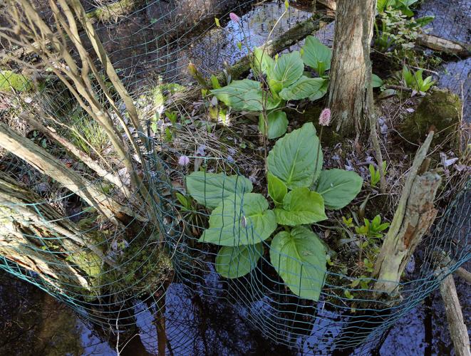 Cape golf club works to save rare swamp pink