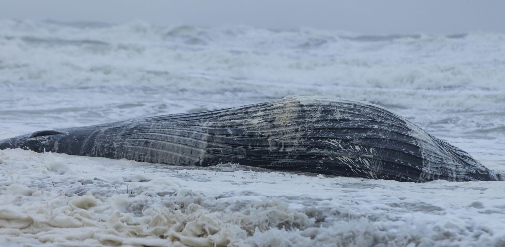Humpback whale washes onto Atlantic City beach