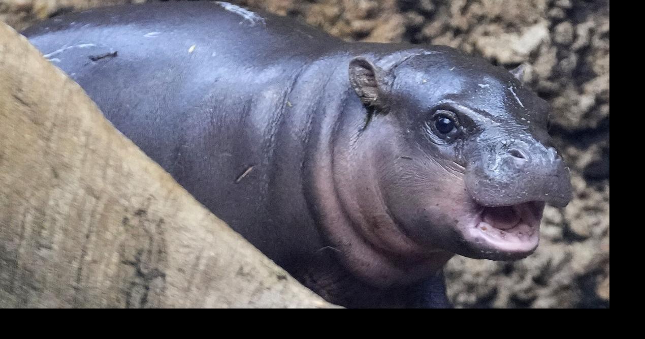 Rare male pygmy hippo debuts his first photoshoot