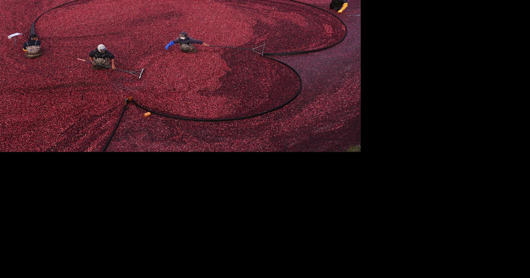 Drought could impact blueberry, cranberry harvests