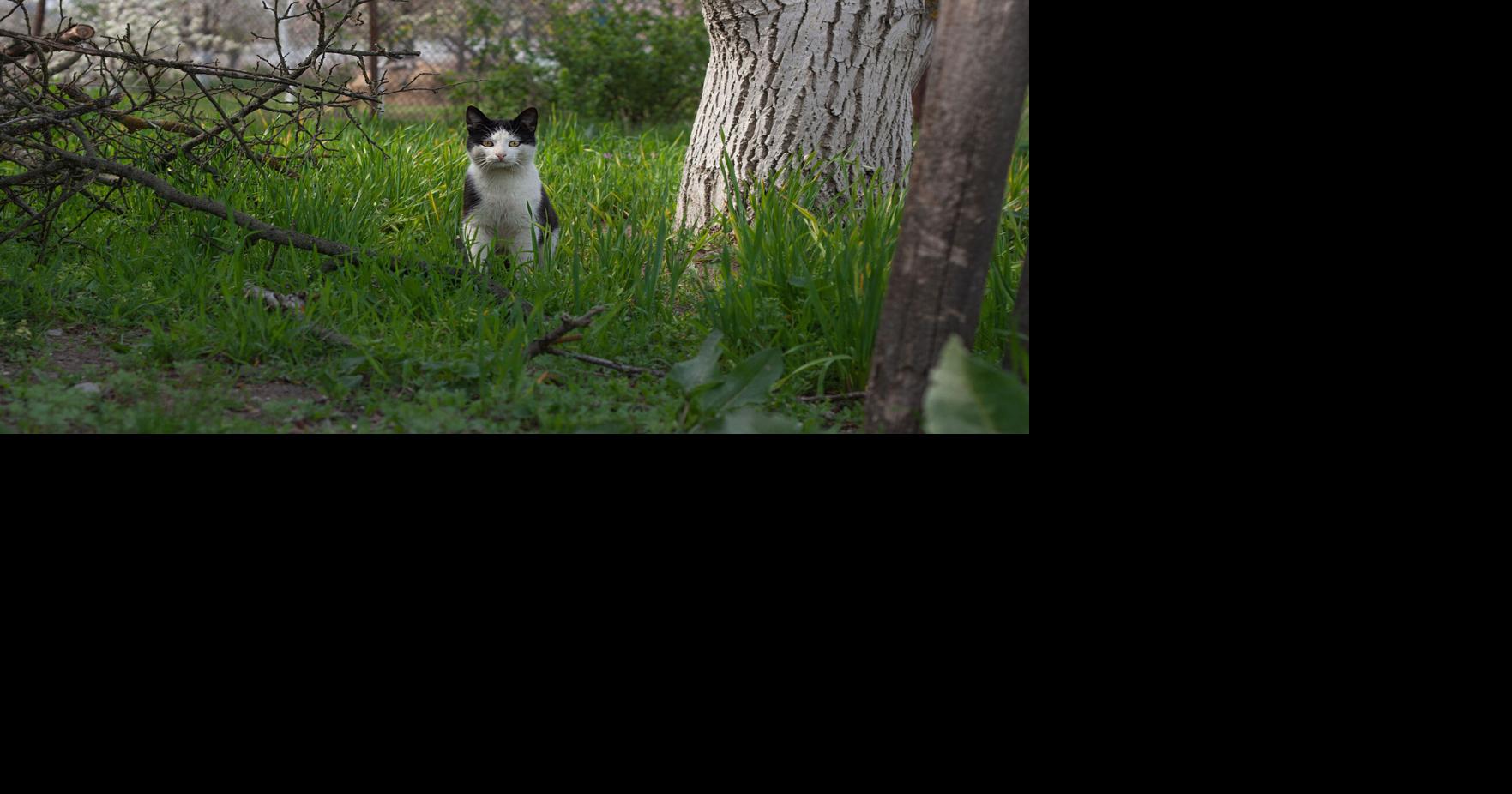 My Pet World: What’s a humane solution to discourage cats, but is safe ...