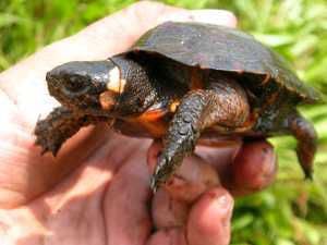 Endangered bog turtle now state reptile