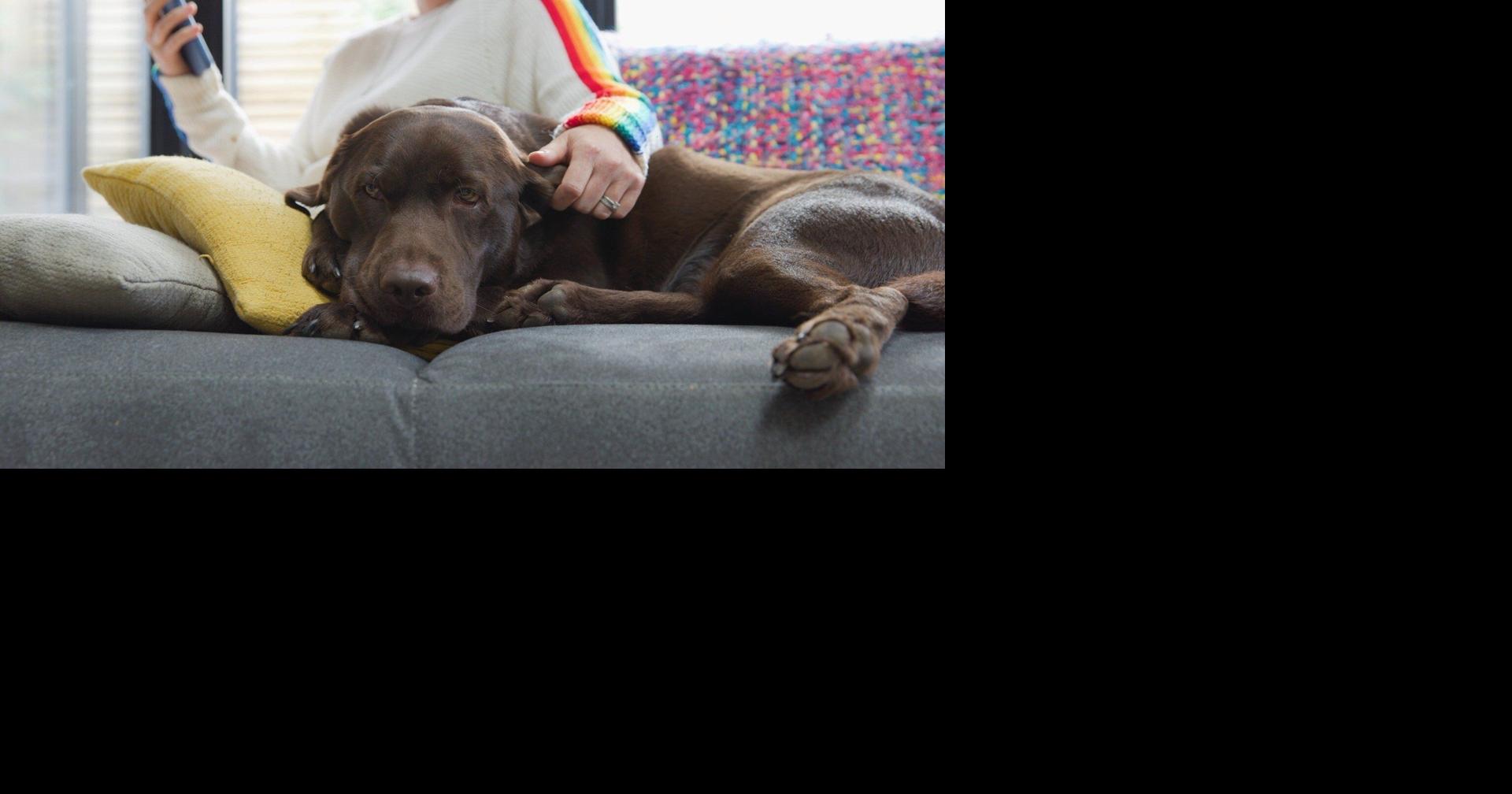 Beacon Animal Rescue presented with donation from Pints 4 Pets