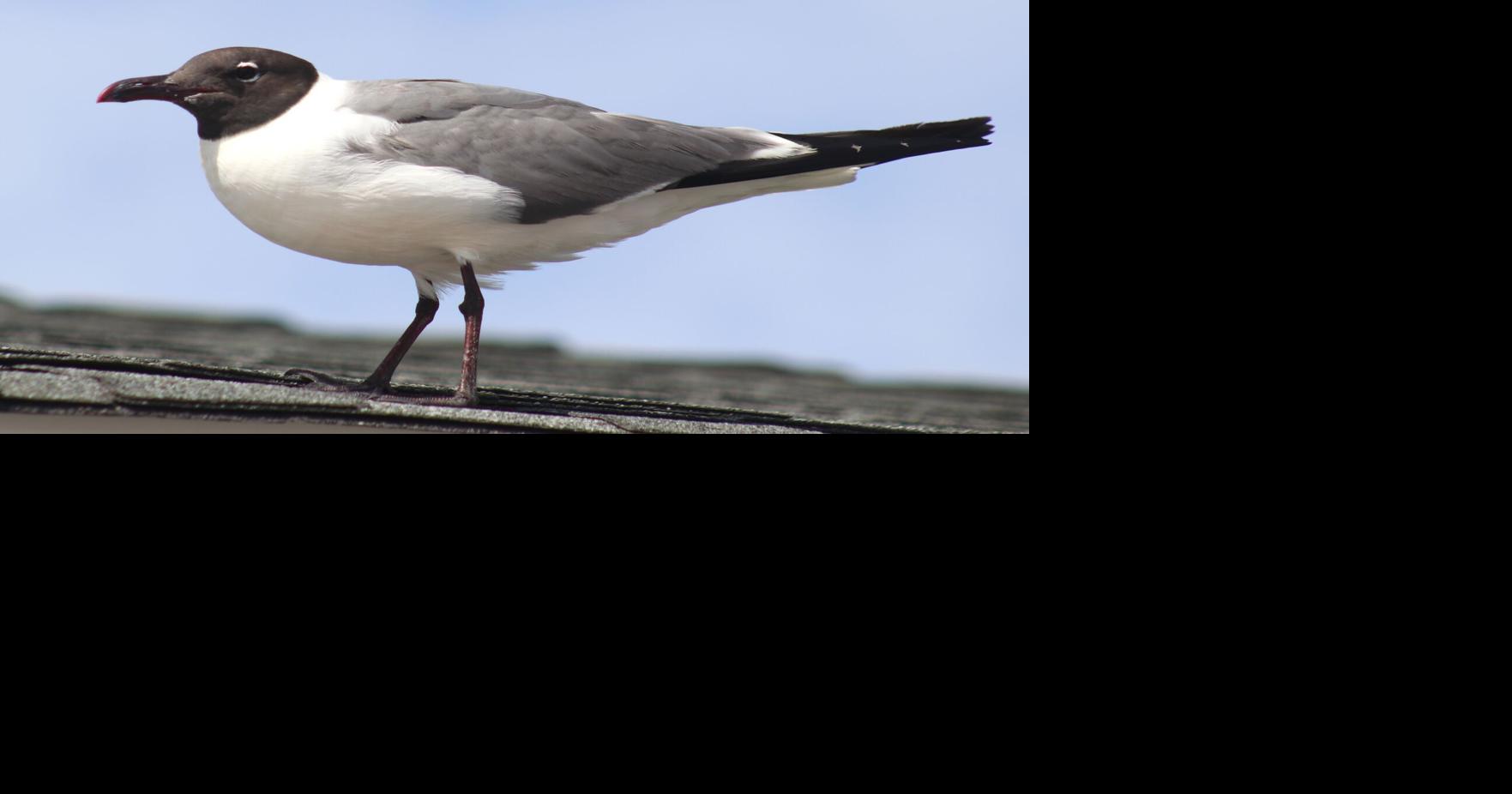 Seagull's wing broken by baseball in Avalon