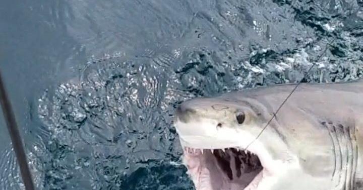 25th annual Duke of Fluke tourney in Wildwood 'fabulous'