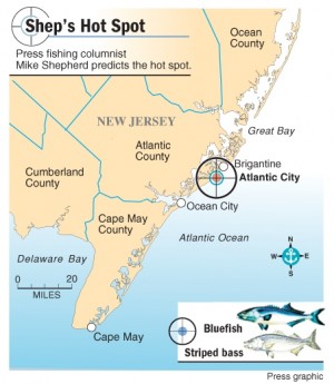 Shep on Fishing: 51-pound drumfish caught off Longport