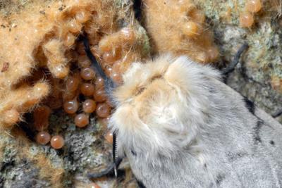 Gypsy moth, destroyer of forests, virtually gone in South Jersey