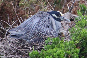 Rookery at Ocean City Welcome Center offers a glimpse of nature