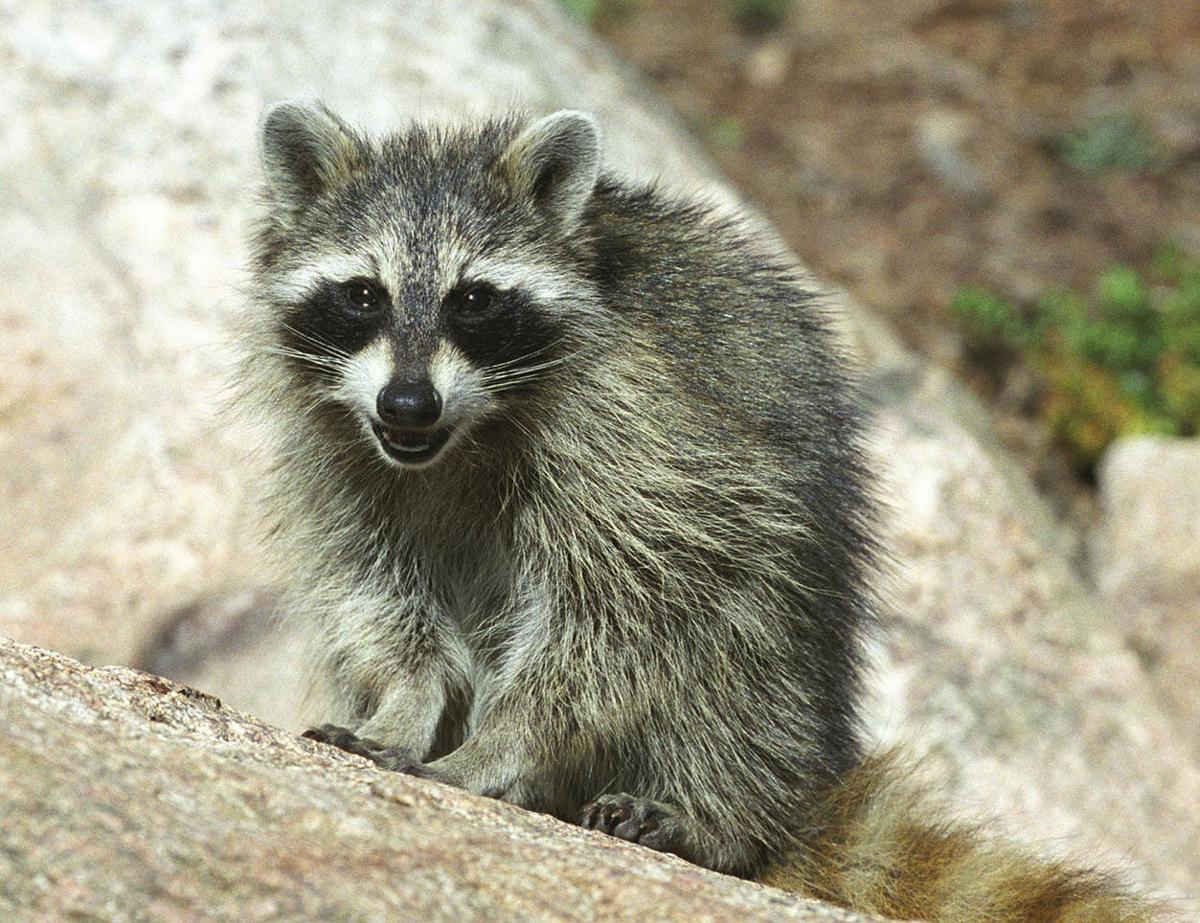 Port Republic mayor warns of aggressive raccoon