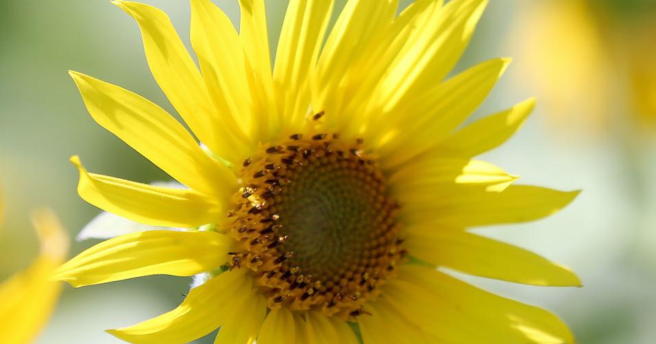 Environment Briefs: Changes to beach permits on Brigantine's North End