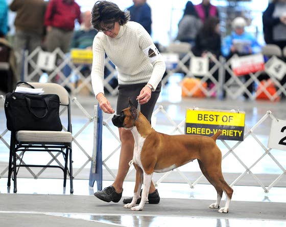 At The Shore Today: Dog show begins five-day run in Wildwood