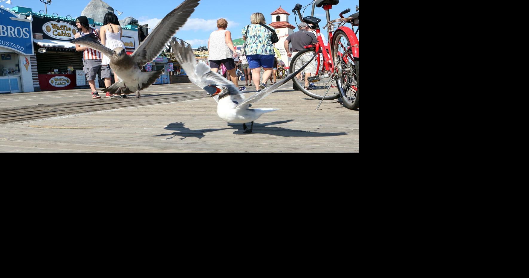 Anti-sea gull falcons will return to Ocean City, for a price