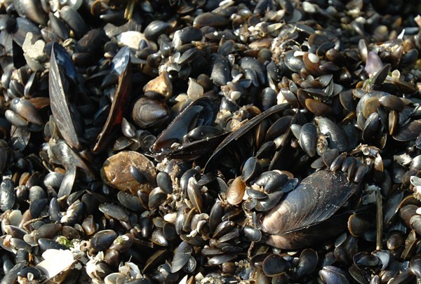 Mussels invade area beaches