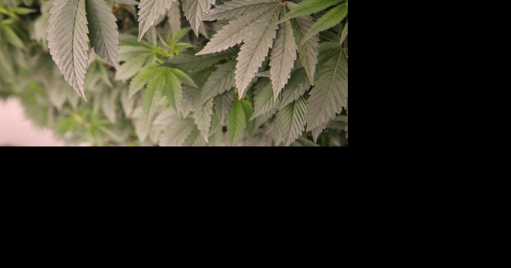 Weed tourism is heading to Atlantic City. It may not be what you expect.