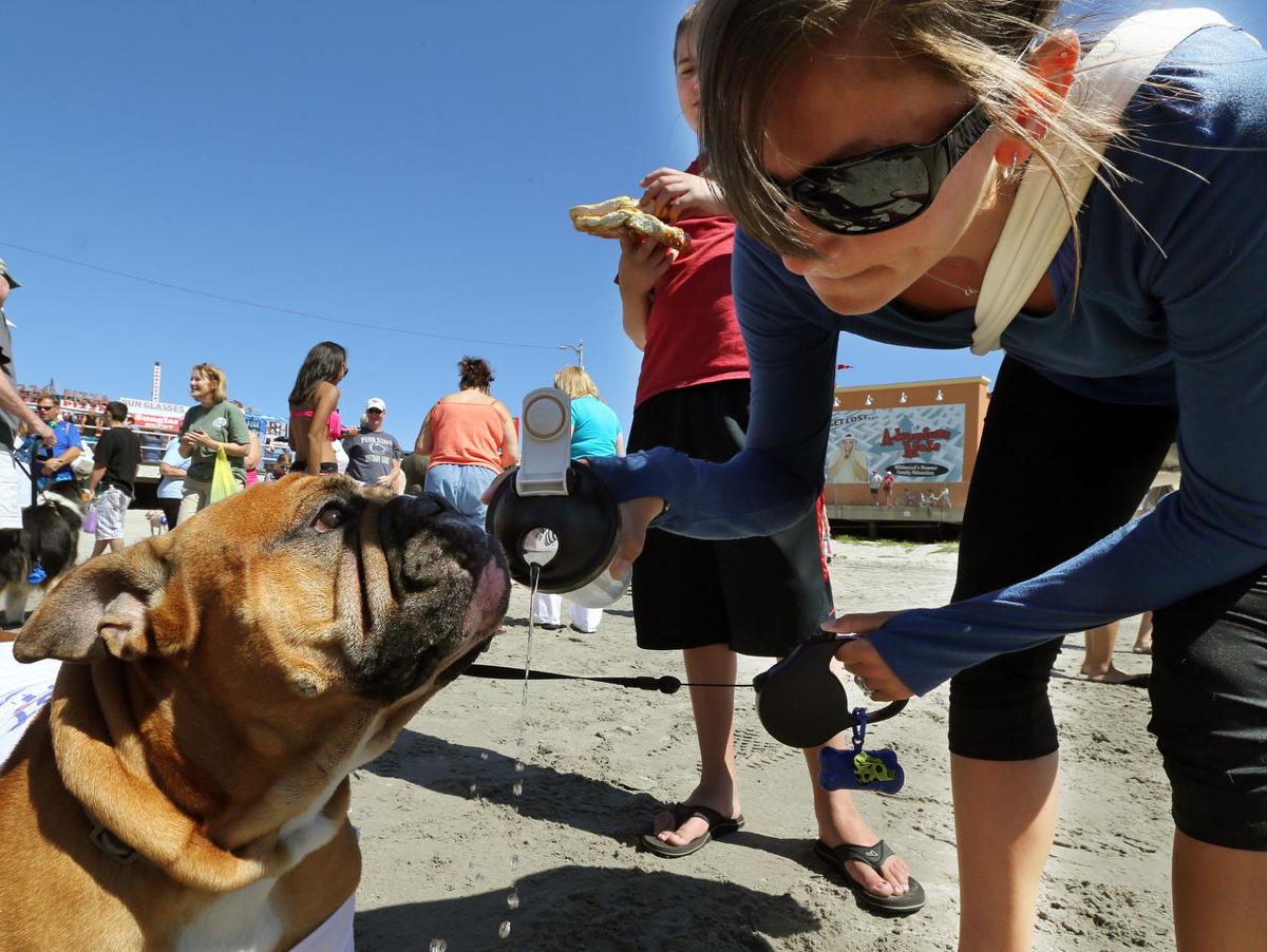 Wildwood Crest may build dog park on beach | News | pressofatlanticcity.com