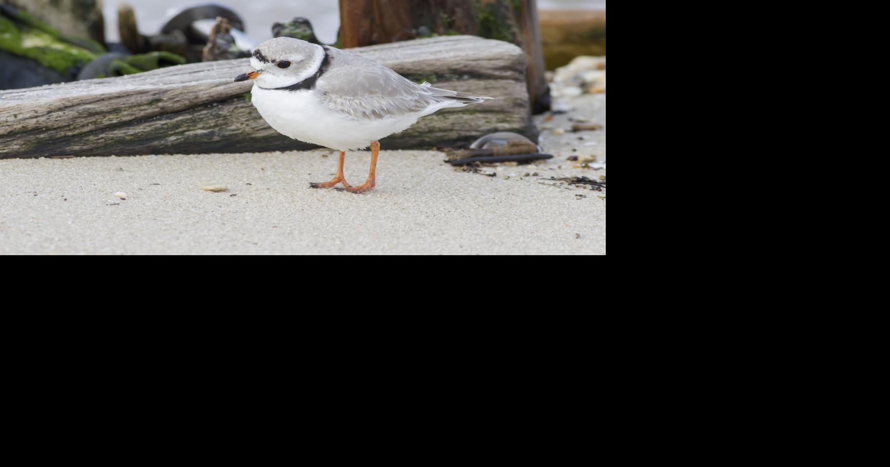 State takes over vehicle fishing permits at North Brigantine ...