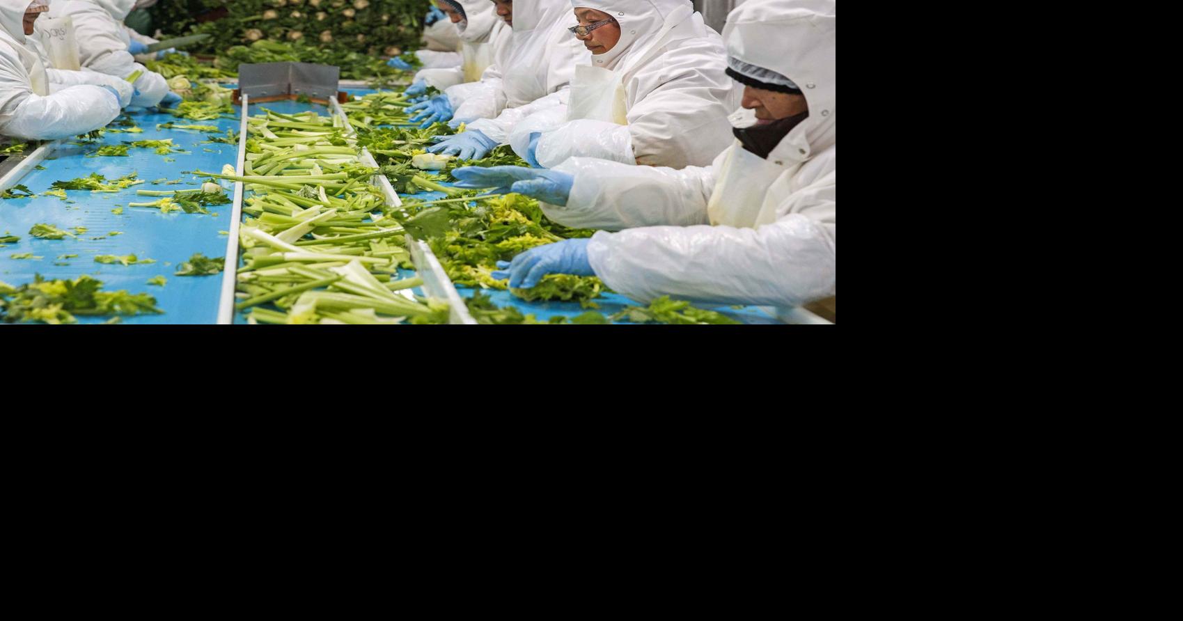 Inside Vineland's old Progresso plant, now home to a produce packaging ...