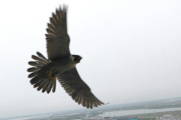 Falcon atop Atlantic City MUA gets a new home