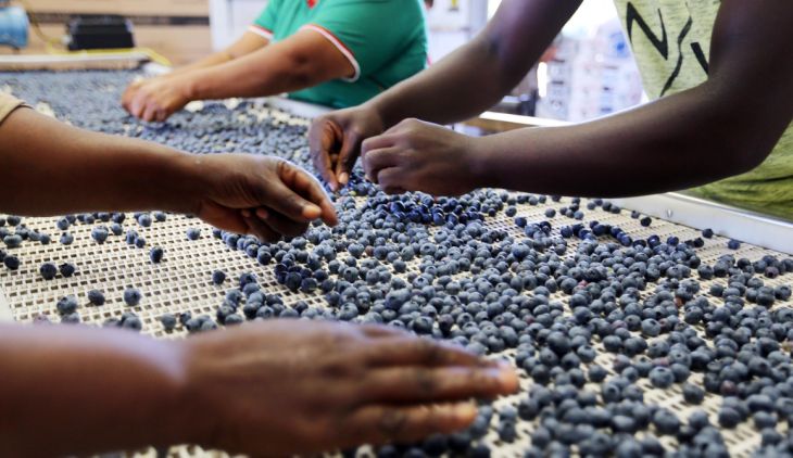 A blueberry's journey from farm to table requires acres of skilled labor
