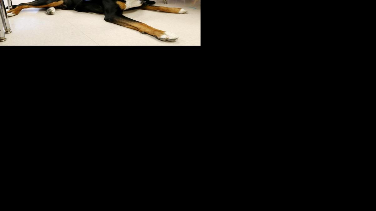 Schools using therapy dogs to relieve stress and promote learning ...