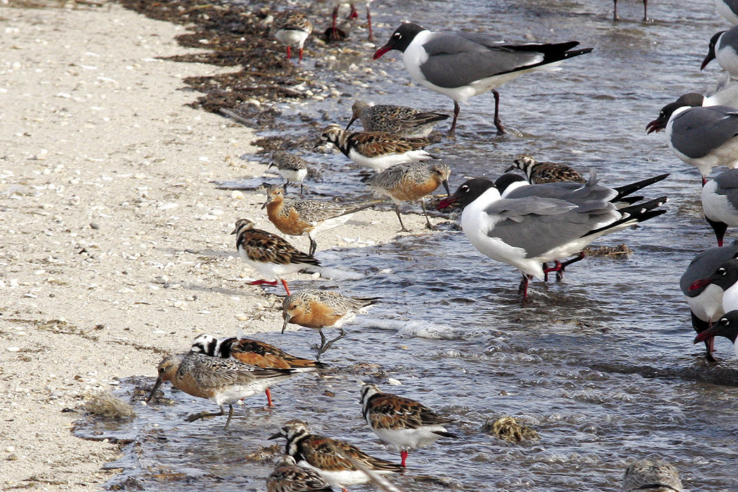 Delaware Bay beaches key to a global migration