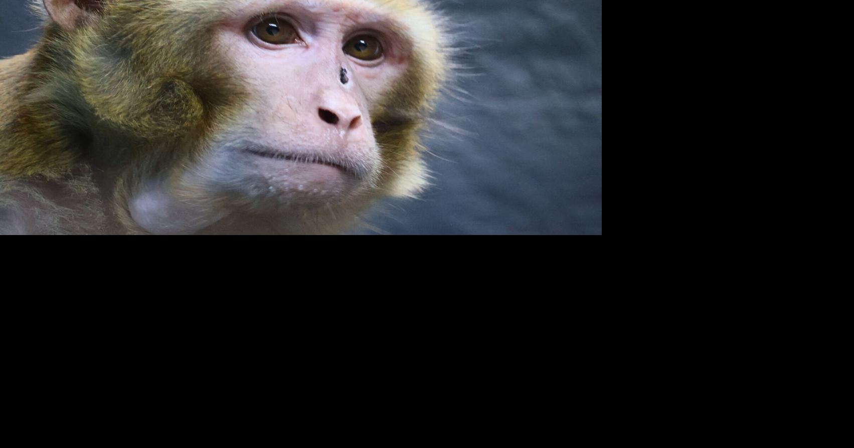 Monkey truck escapee finds new home at Lacey zoo