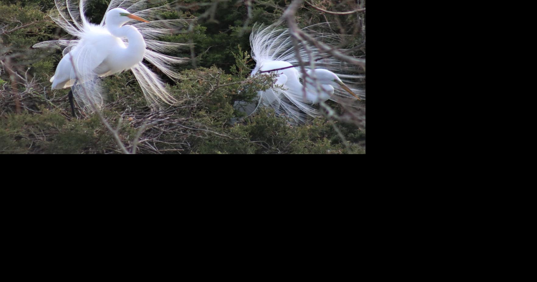 Visitors flock to see Ocean City's nesting shore birds