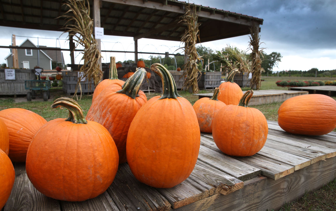 5 places to pick the perfect pumpkin