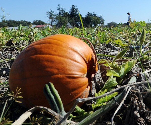 Wet weather carves dent in pumpkin crop