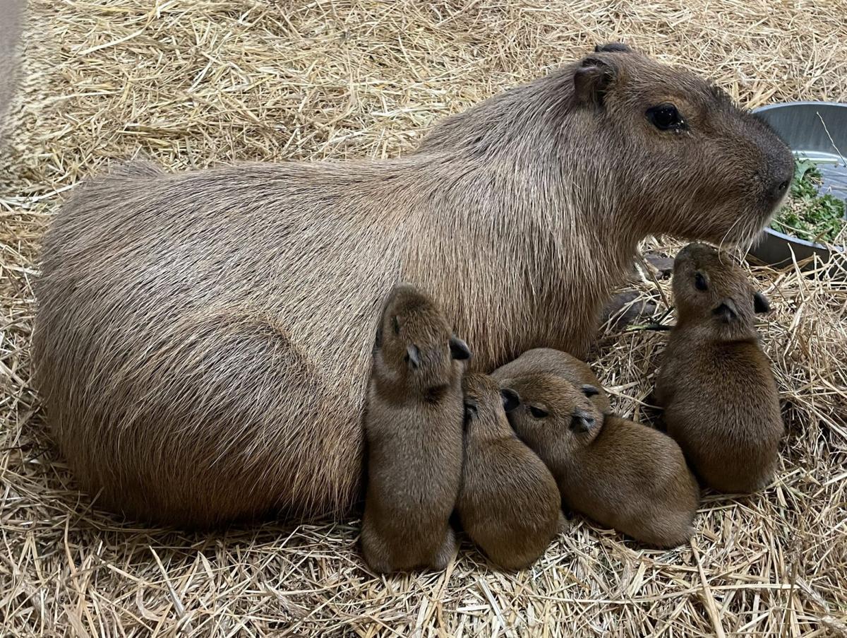 Cape May zoo up to 7 capybara pups