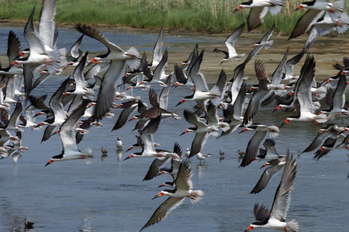 Fall Migration Festival at Wetlands Institute