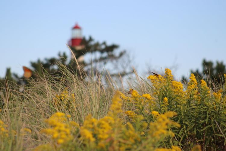 Banner week for colorful migrants