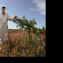 Wildfires stunt pygmy pines' growth, yet they thrive on it