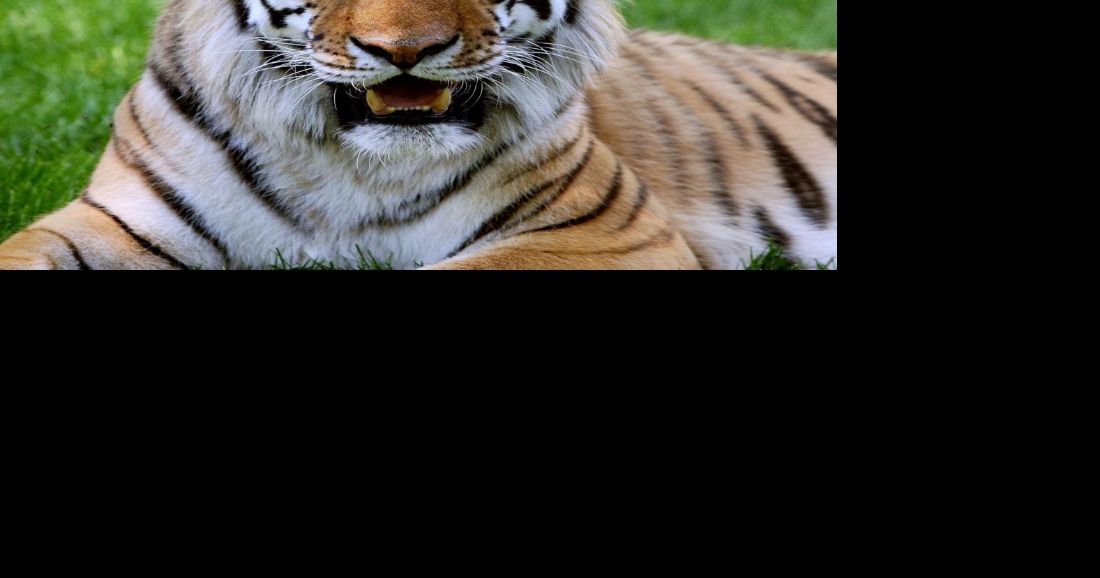 Cape May County Zoo tiger Rocky dies