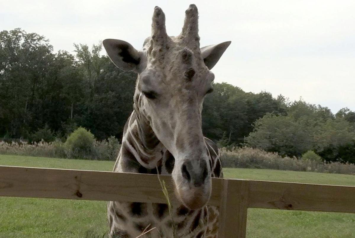 Cape May Zoo offering new animals, attractions for its fall season ...