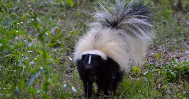 Skunks and other wildlife have it easy on Cape's barrier islands