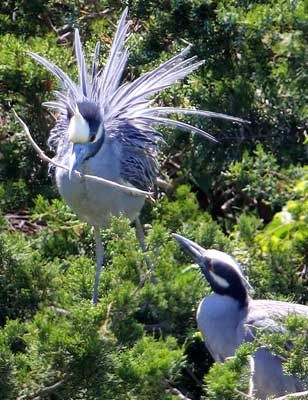 Rookery at Ocean City Welcome Center offers a glimpse of nature