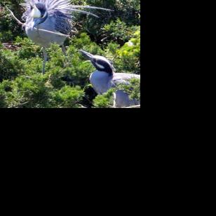 Rookery at Ocean City Welcome Center offers a glimpse of nature